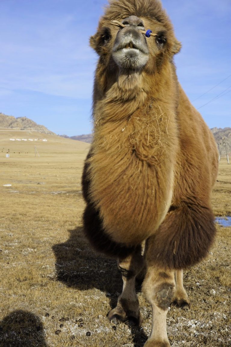 Feeding Mongolian Camels :D – Big World | Small Sasha